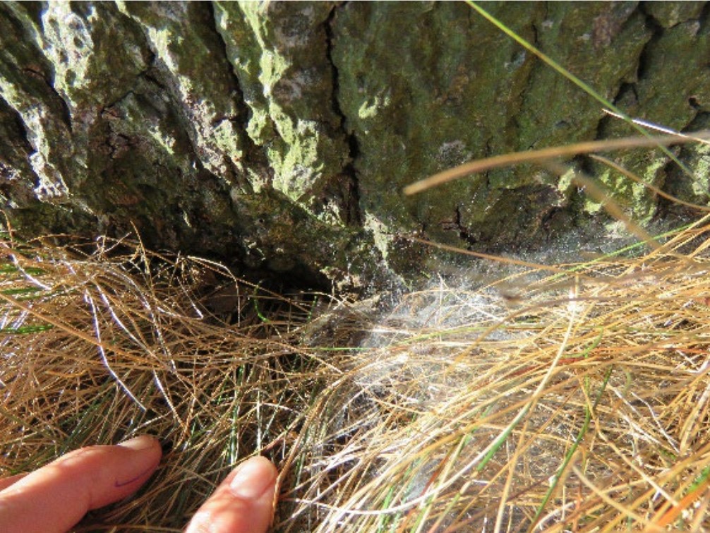 Ontwikkelingen rondom de processierups | Atimo